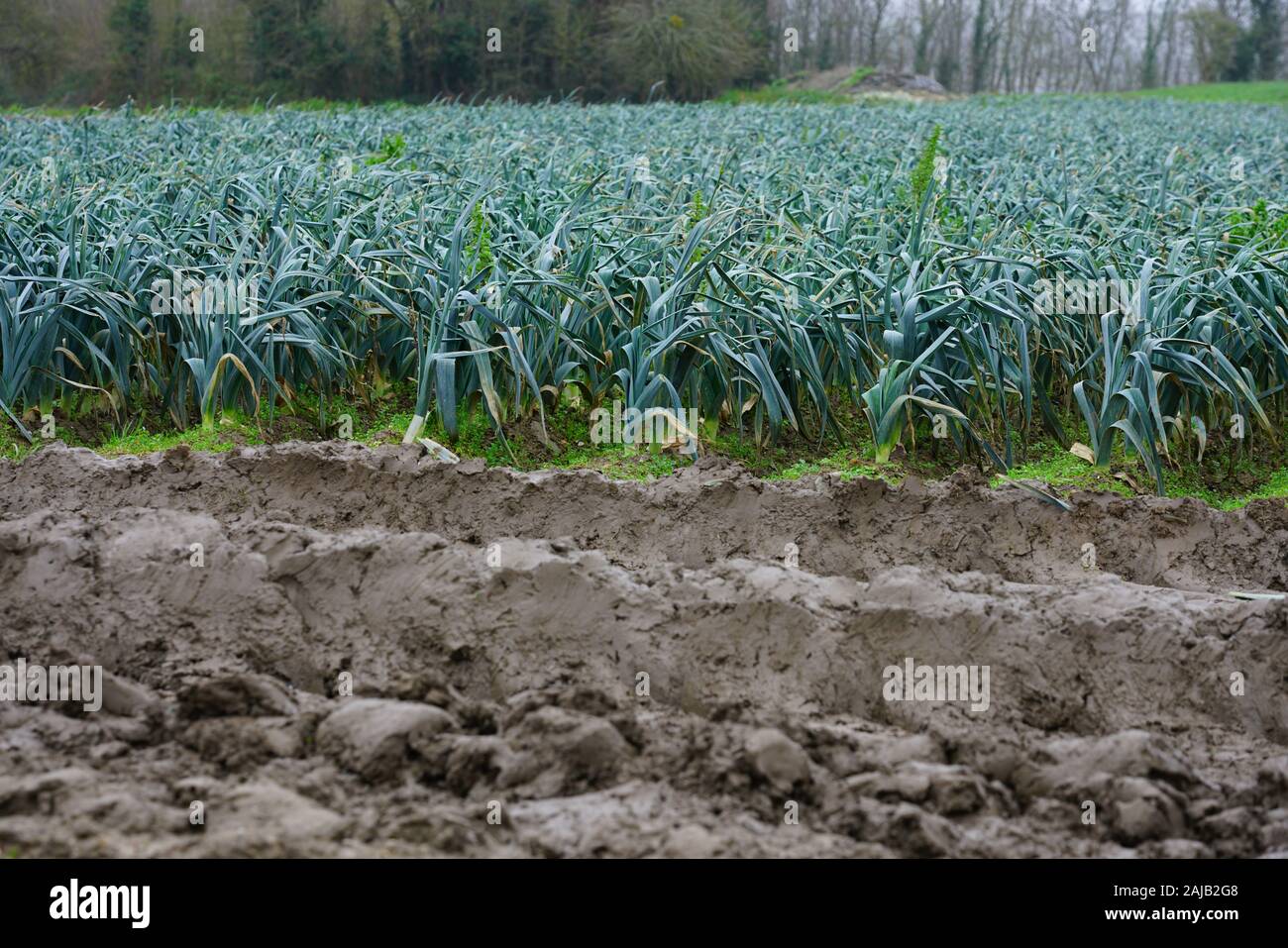 View of a field planted with leeks in Brittany, France Stock Photo - Alamy
