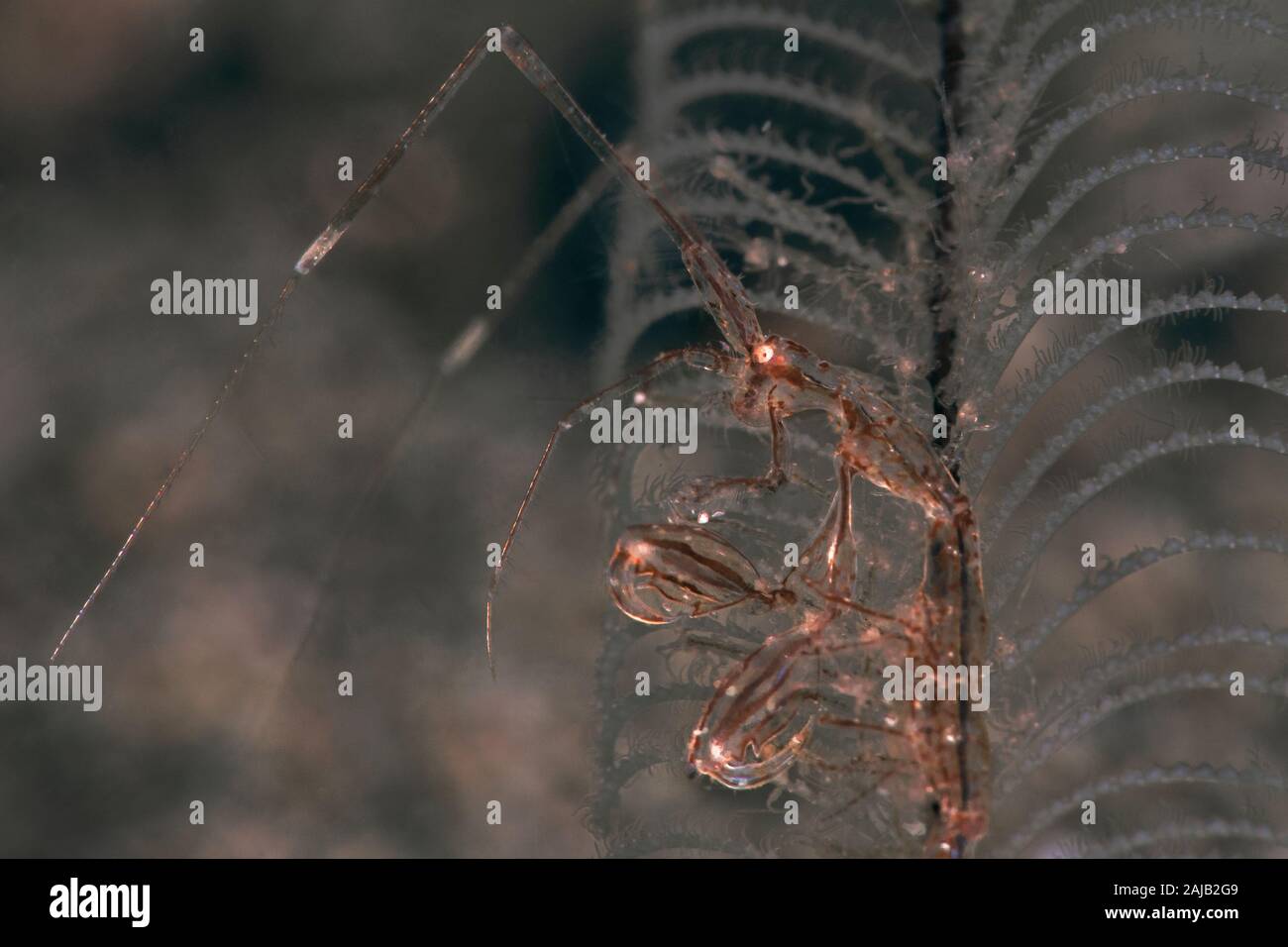 Skeleton Shrimp (Caprella sp.). Picture was taken in Anilao ...