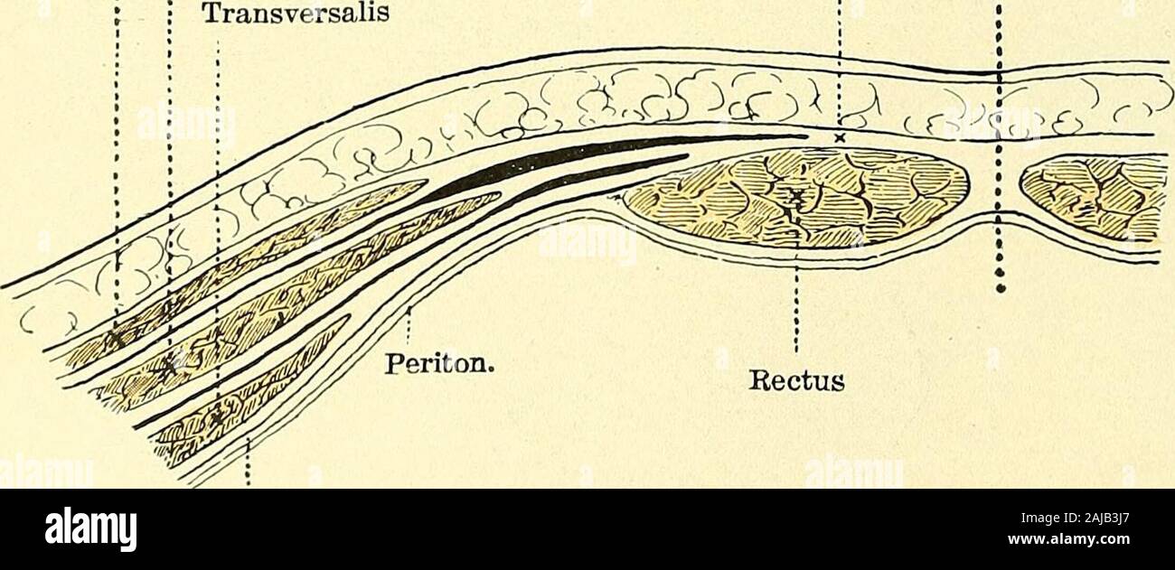 Operative gynecology : . Peritoneum •. Posterior Fascia ...