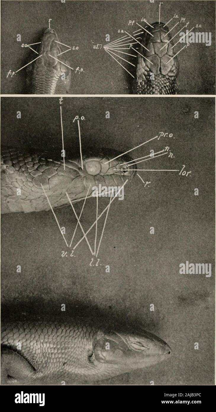 Snakes head from behind hi-res stock photography and images - Alamy