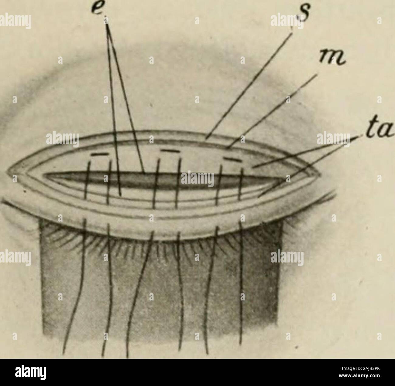 Plastic surgery; its principles and practice . RECENT WOUNDS Fig. 324 ...