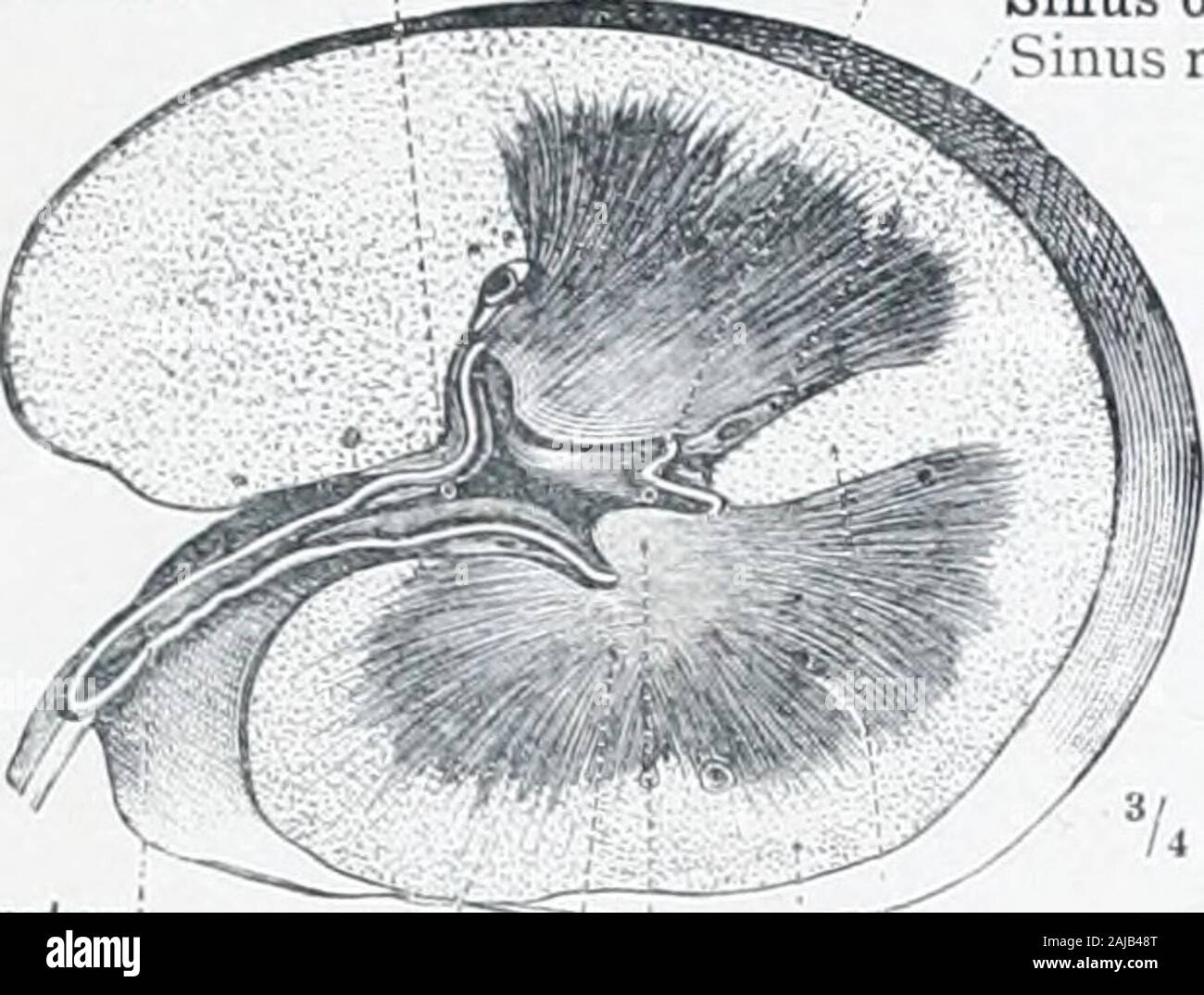 An atlas of human anatomy for students and physicians . Flattened area ...