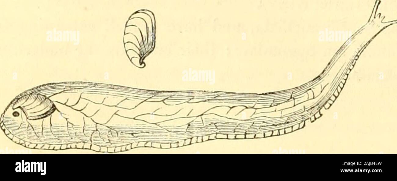 Shell digestion hi-res stock photography and images - Alamy