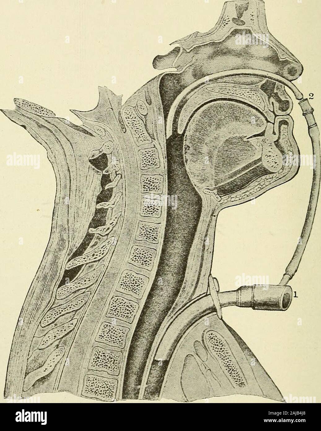 Larynx phonation hi-res stock photography and images - Alamy
