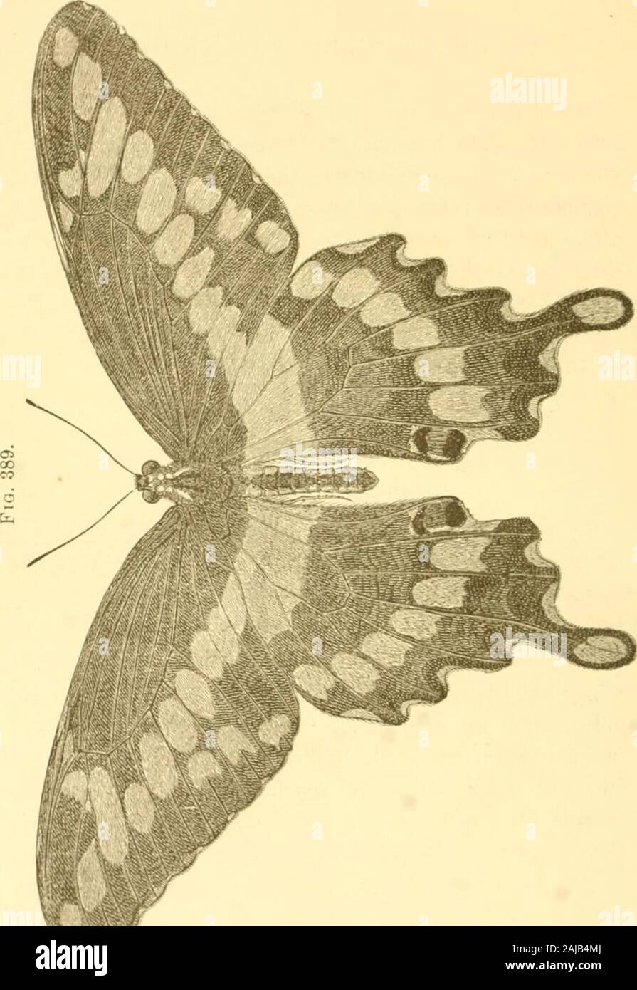 Insects injurious to fruits . es across. The wings are black above ...