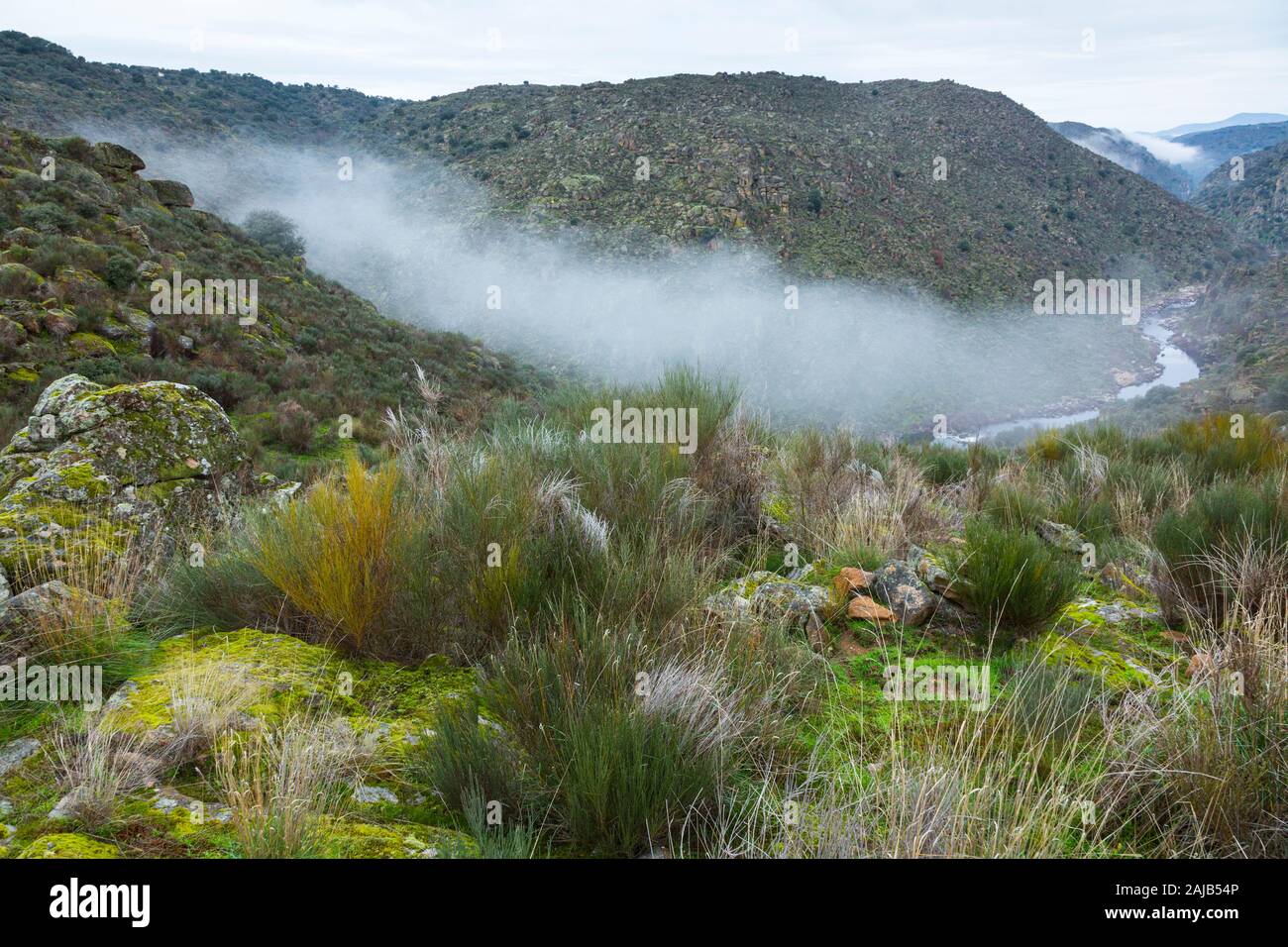 Faia brava private reserve hi-res stock photography and images - Alamy