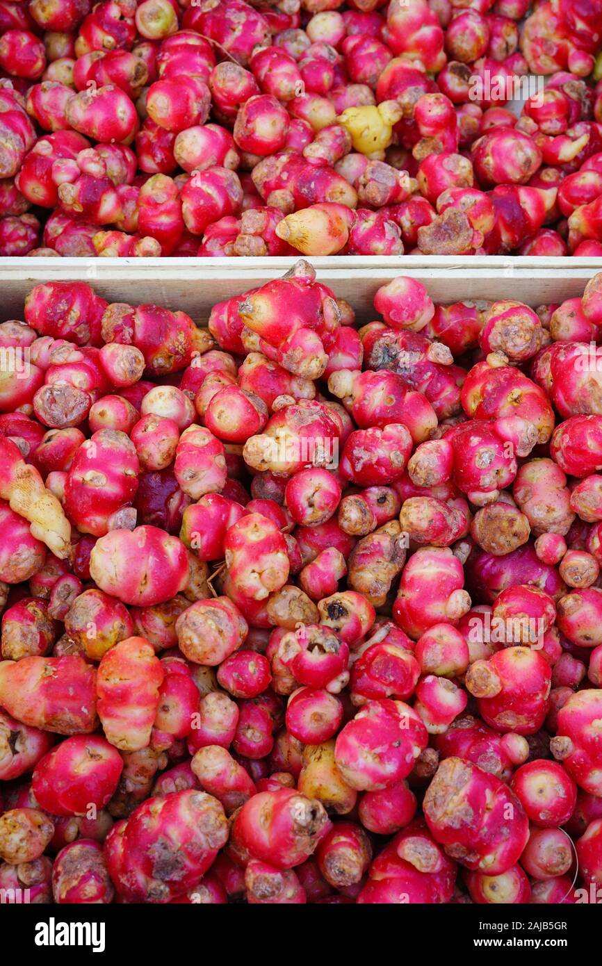 Colorful red and yellow roots of oca tuber from Peru (Oxalis tuberosa ...
