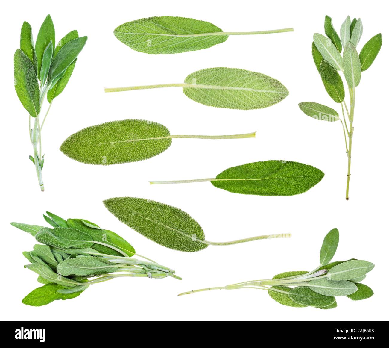 set from fresh sage (salvia officinalis) herbs cutout on white ...