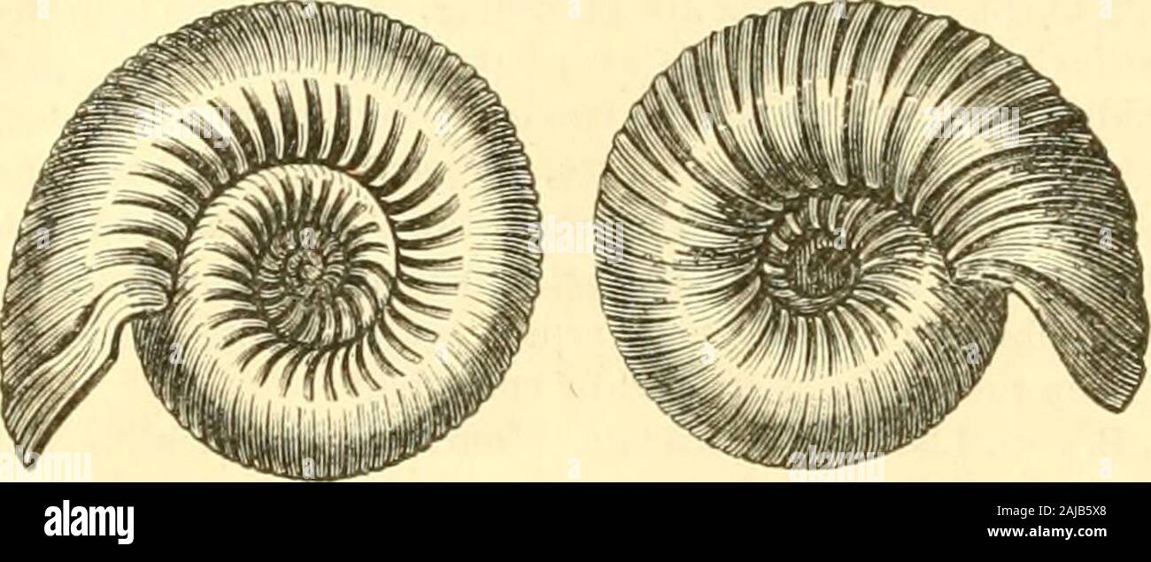 Belemnites fossils hi-res stock photography and images - Alamy