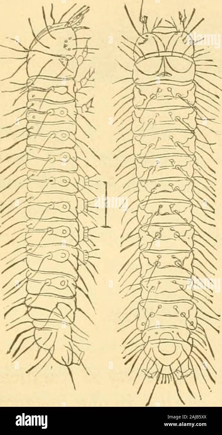 Insects injurious to fruits . ar shining appearance, thered tint being ...