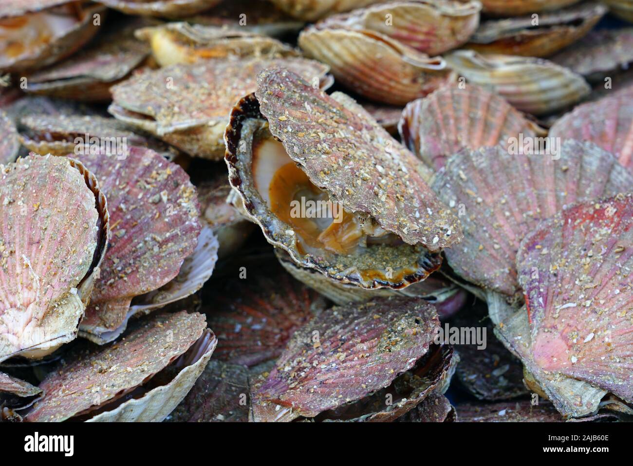 Fresh scallops in the shell at a seafood market in France Stock Photo ...