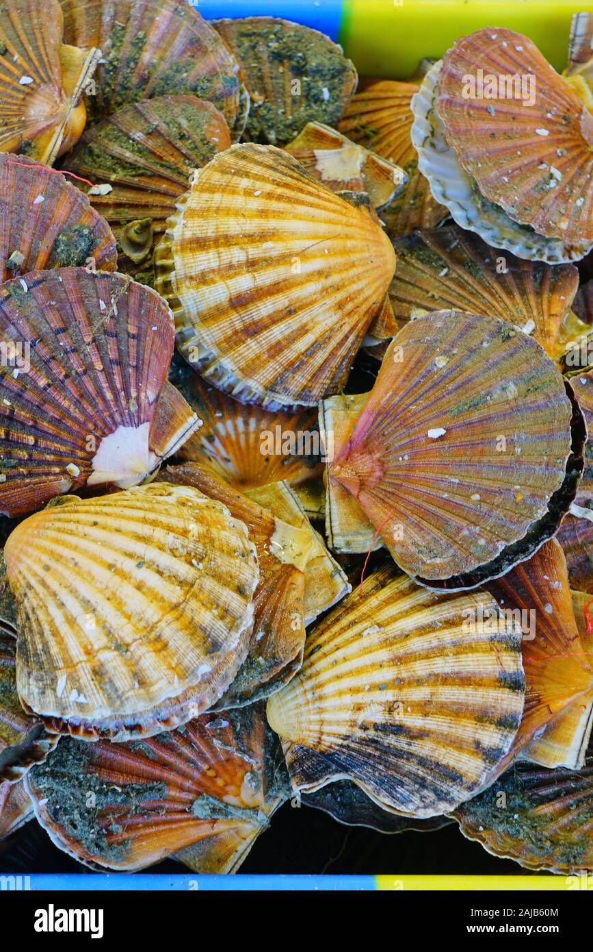 Fresh scallops in the shell at a seafood market in France Stock Photo ...