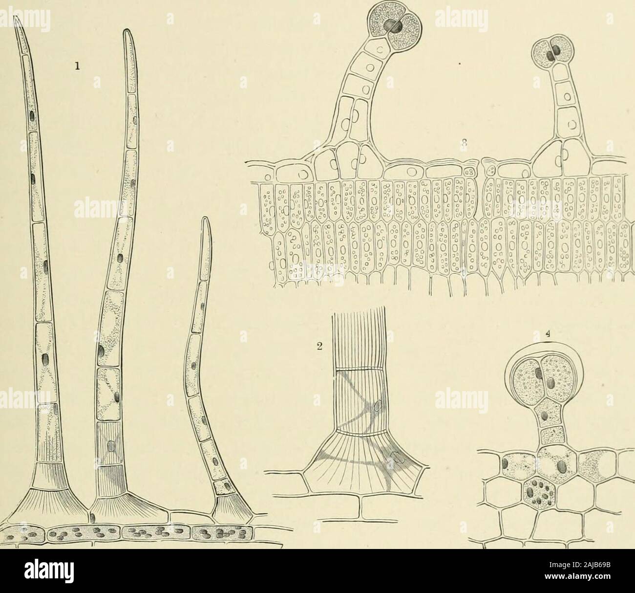 Considerable water absorption hi-res stock photography and images - Alamy