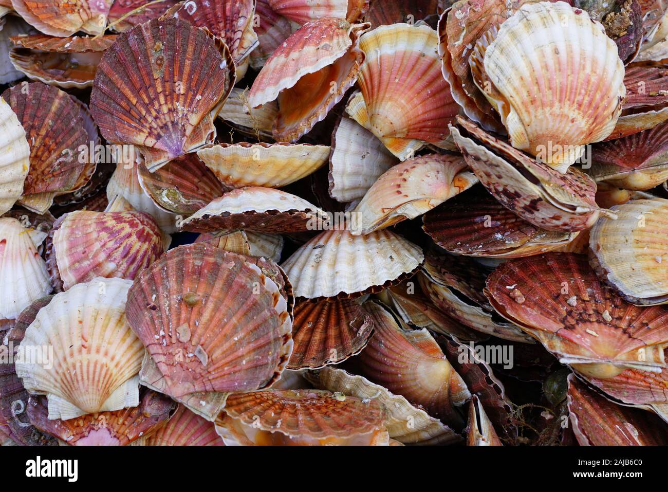 Fresh scallops in the shell at a seafood market in France Stock Photo ...