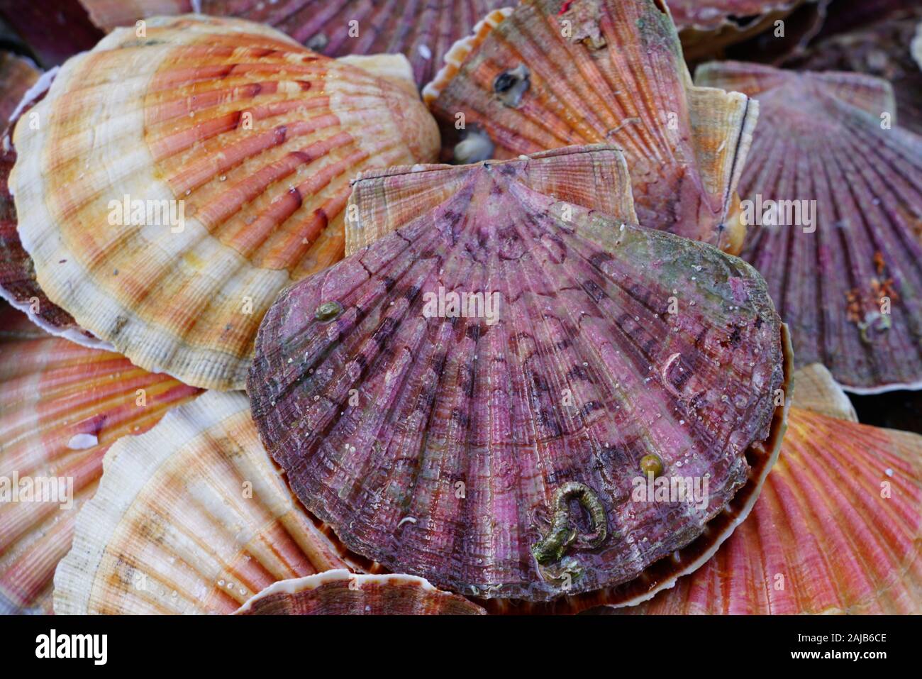 Fresh scallops in the shell at a seafood market in France Stock Photo ...