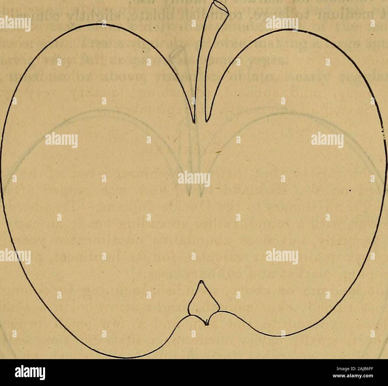 Five angled fruits hi-res stock photography and images - Alamy