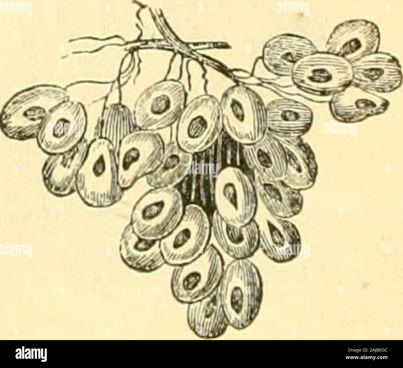 Cephalopod anatomy hi-res stock photography and images - Alamy