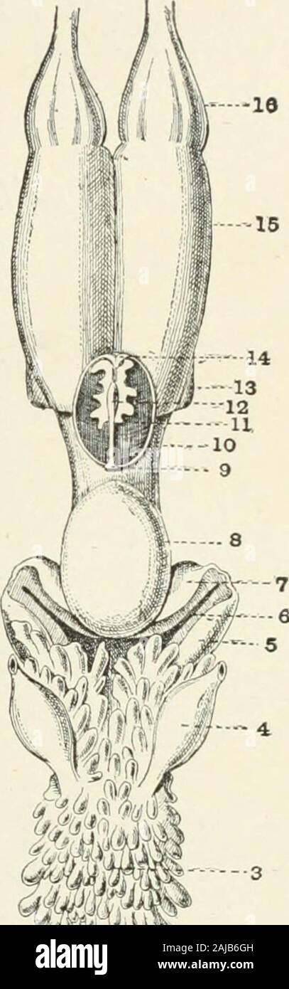 Cera dental hi-res stock photography and images - Alamy