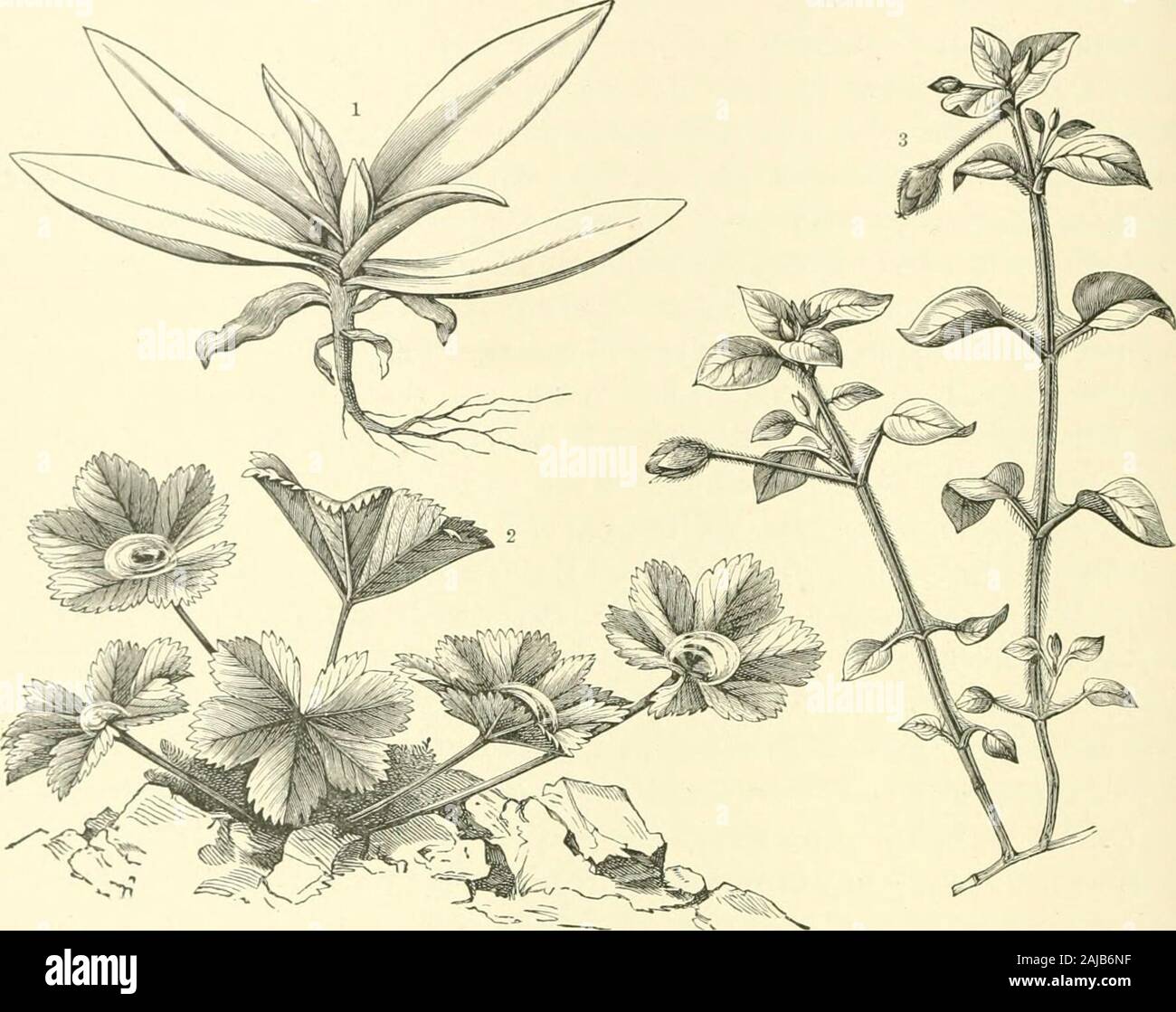 Ciliate leaves hi-res stock photography and images - Alamy