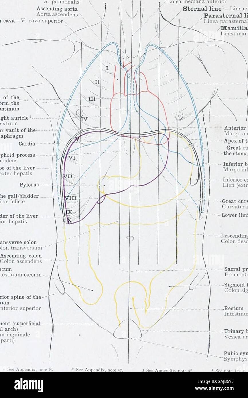 An atlas of human anatomy for students and physicians . ree lobes of ...