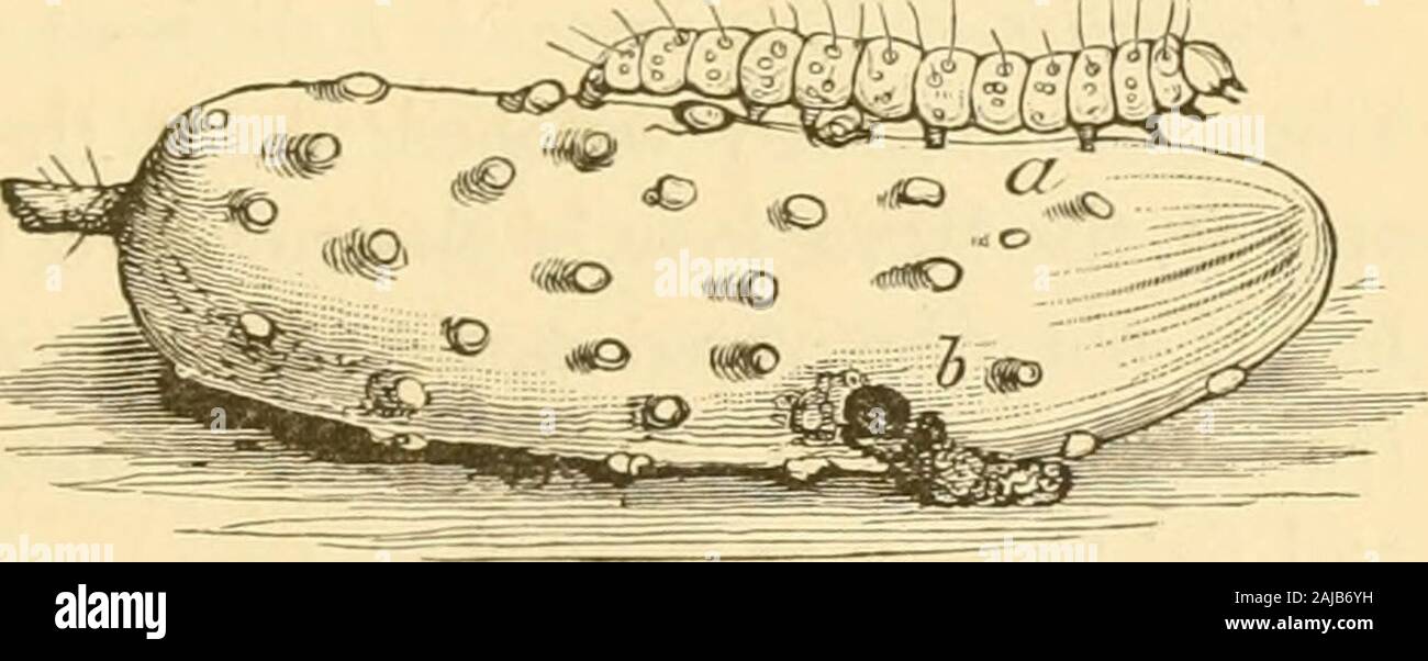 Cucumber pickle worm hi-res stock photography and images - Alamy