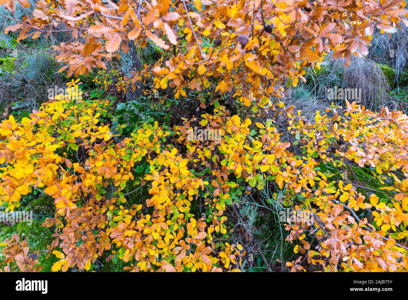 Portuguese oak quercus faginea hi-res stock photography and images - Alamy