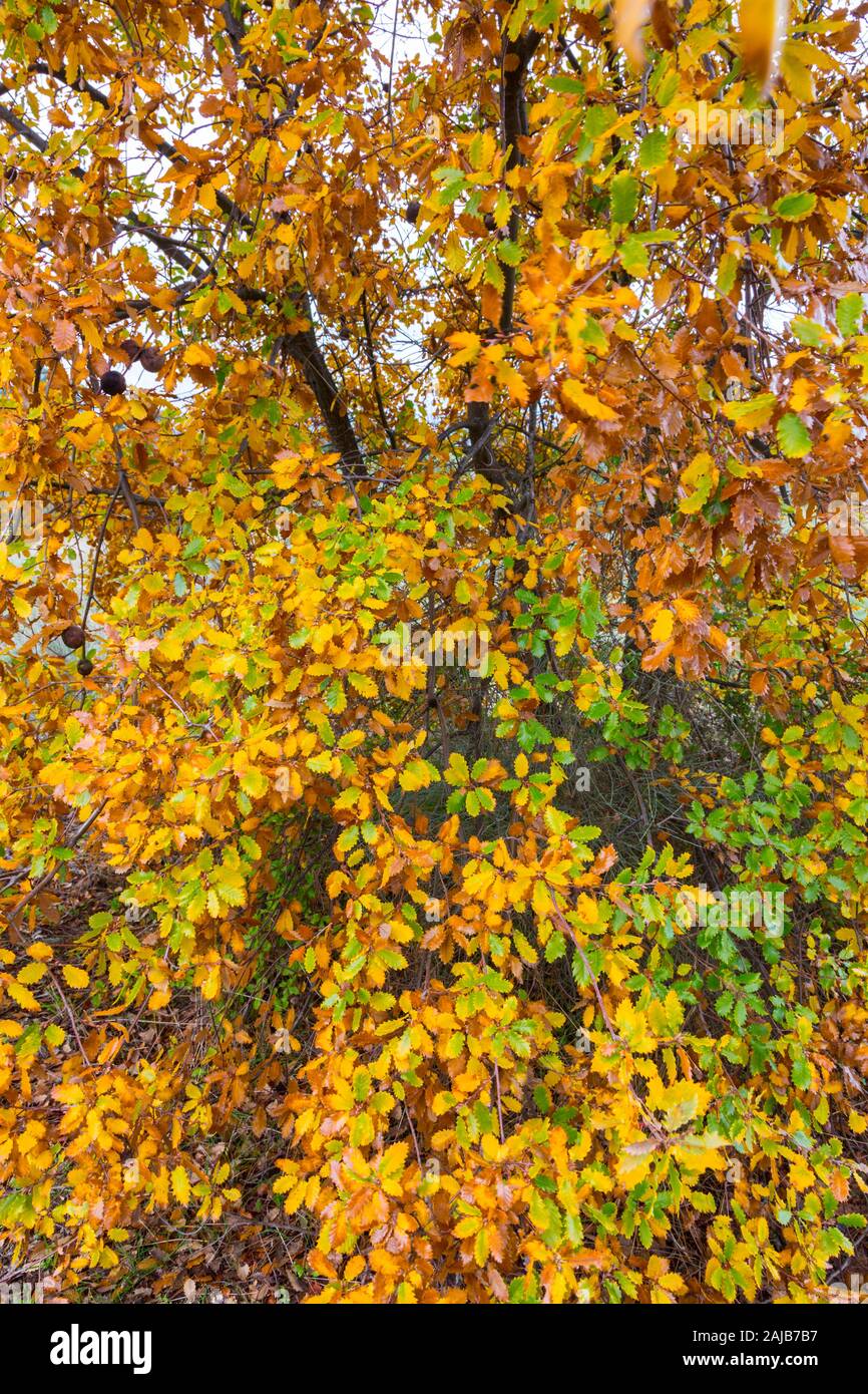 Portuguese oak quercus faginea hi-res stock photography and images - Alamy