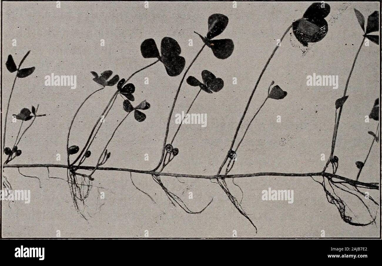 Elementary botany . eeping, Climbing, and Floating Stems. 719 ...