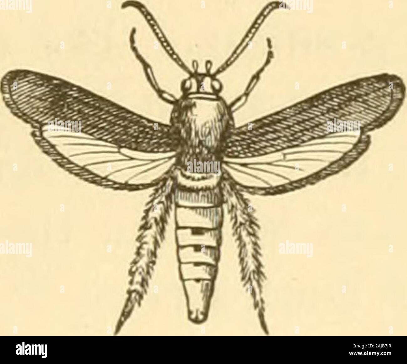 Expanded vines hi-res stock photography and images - Alamy