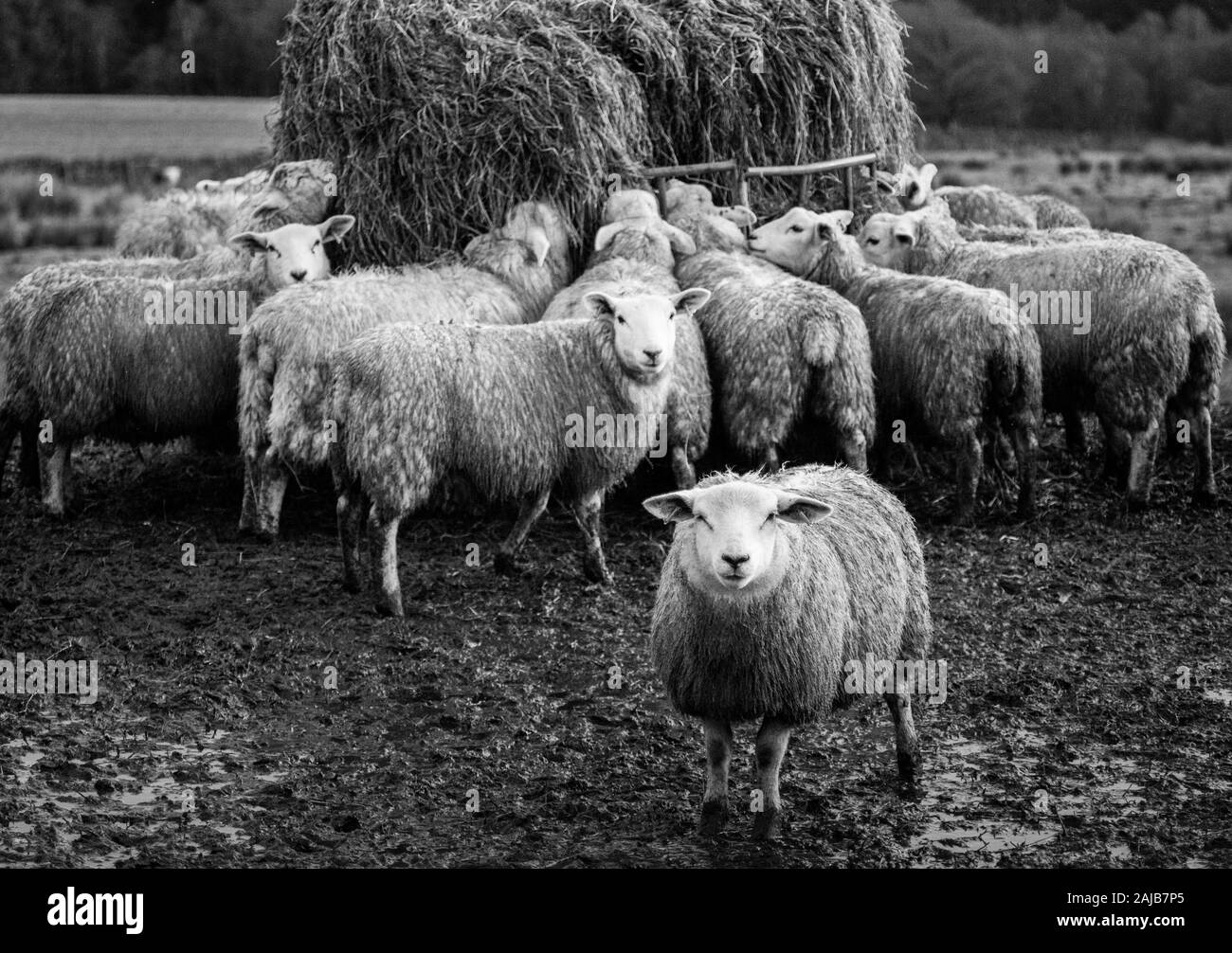 Wet hay field Black and White Stock Photos & Images - Alamy