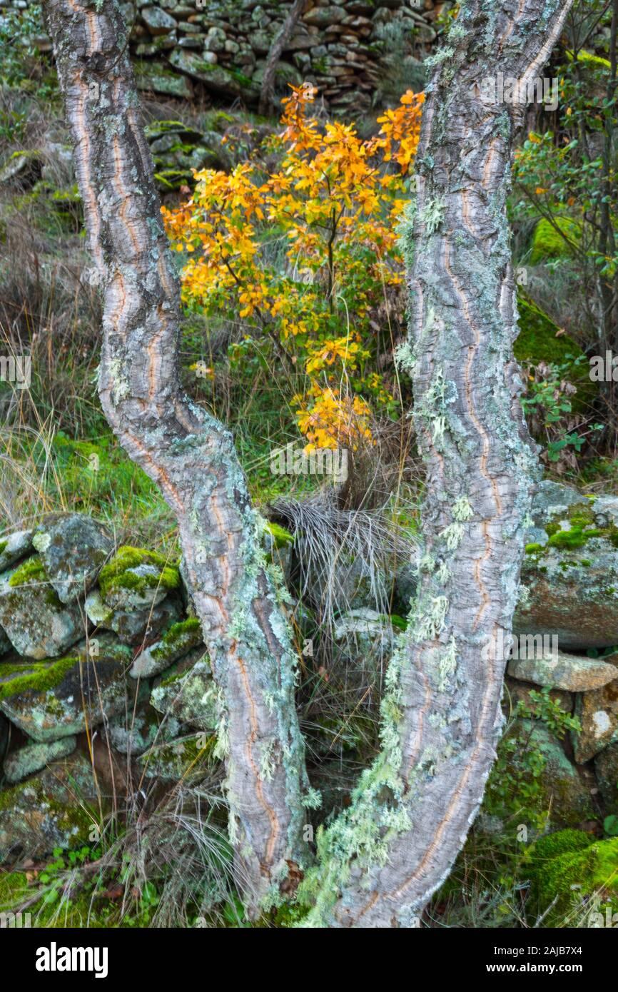 CORK OAK (Quercus suber) and PORTUGUESE OAK (Quercus faginea), Faia ...