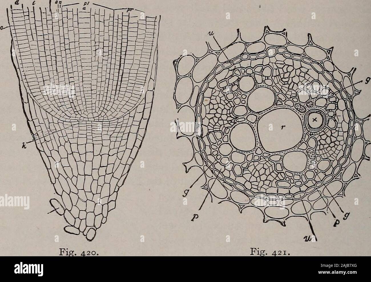 Root tissues hi-res stock photography and images - Alamy