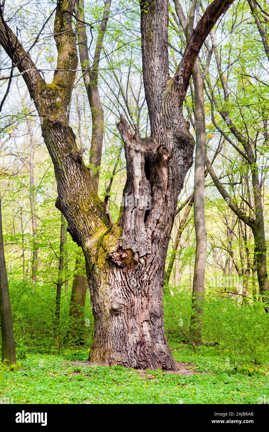 Big old oak tree in green spring forest. Holosiivskyi National Nature ...
