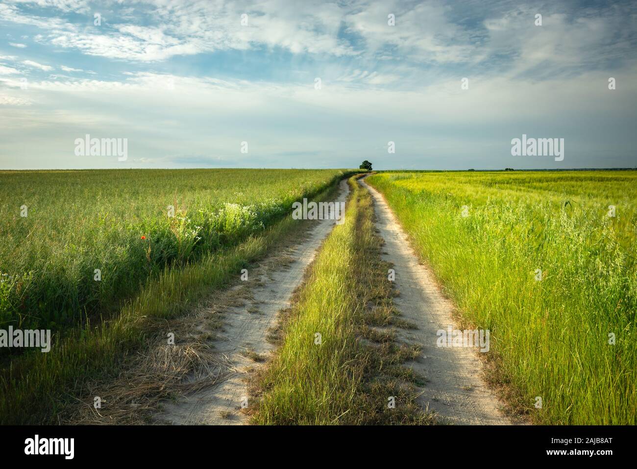 A long country road through fields with grain, clouds and sky Stock ...