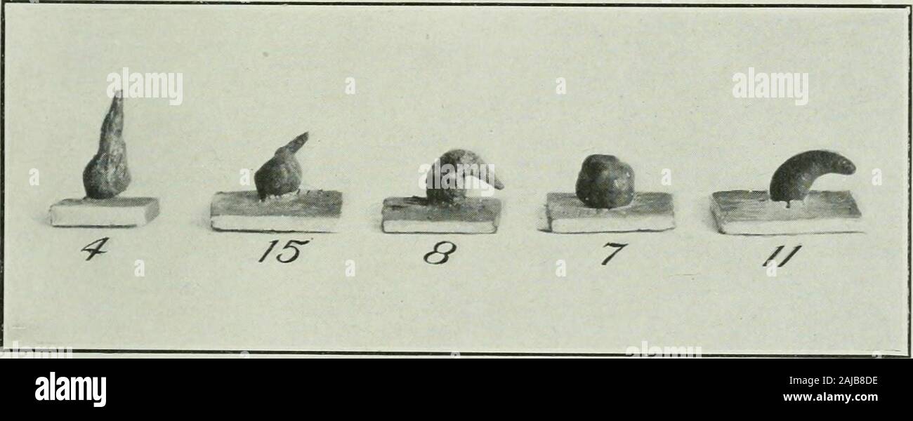 Bulletin . B. TYPICAL FORMS OF CONES FUSED IN HYDROGEN IN THE ...