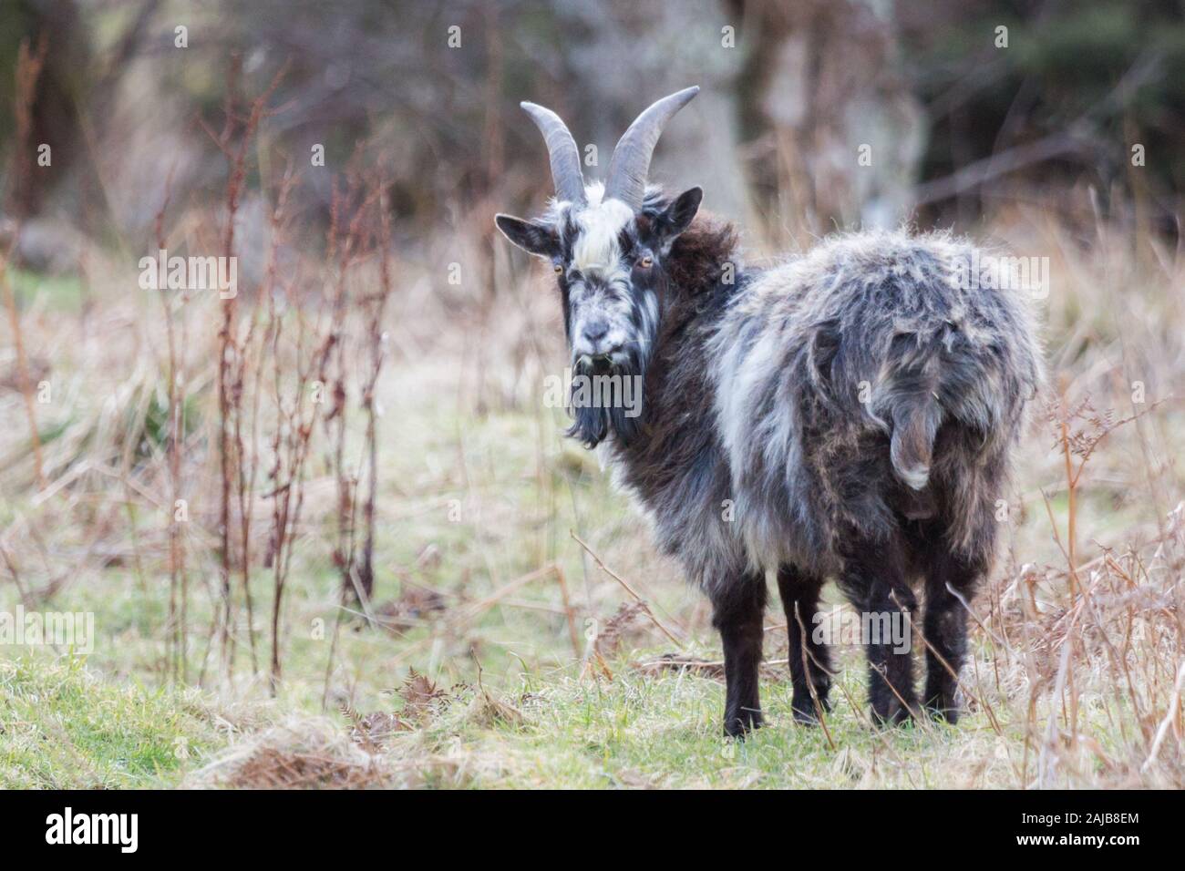 Wild Goat with horns looking back towards camera in the foothills of ...