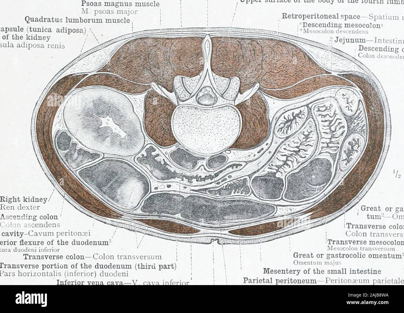 Abdominal aorta and vena cava hi-res stock photography and images - Alamy