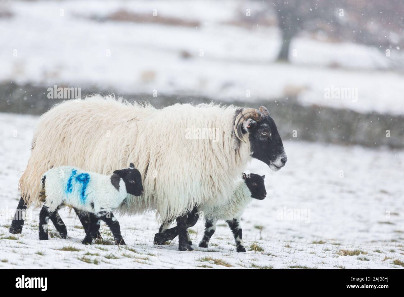 Two black faced sheep hi-res stock photography and images - Alamy