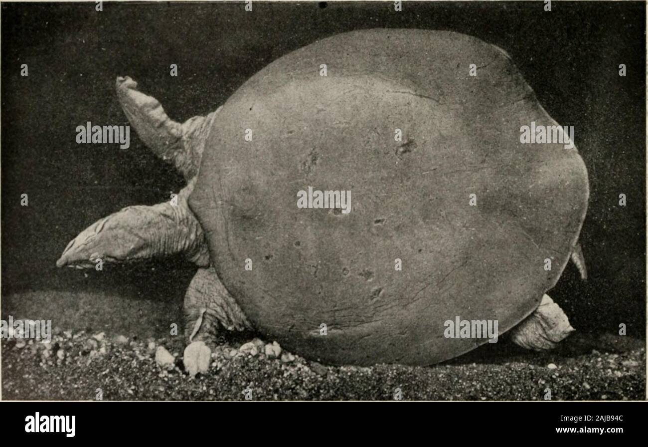 Turtle stroke hi-res stock photography and images - Alamy