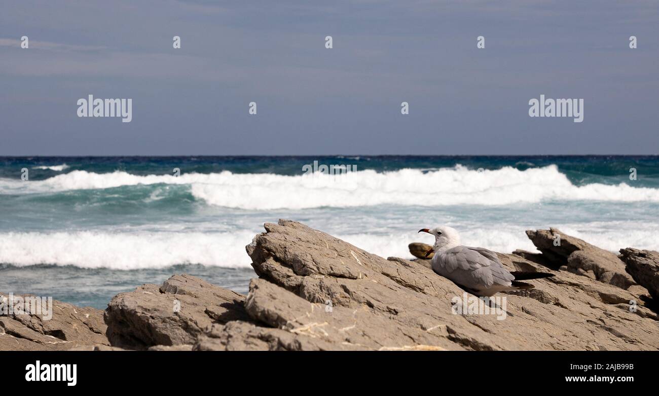 Screaming seagull hi-res stock photography and images - Alamy