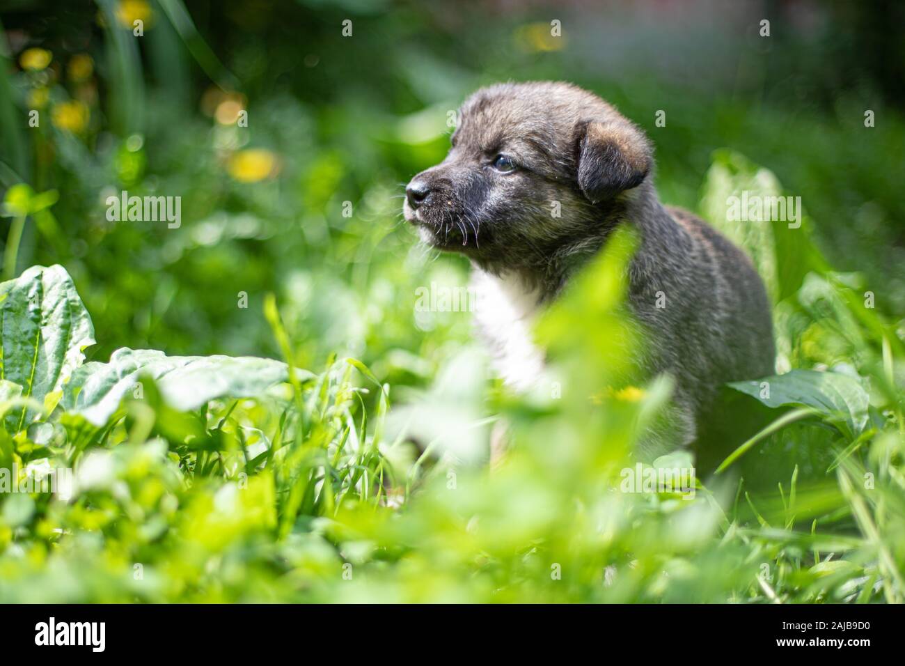 Cute smile puppy with spring foliage bokeh and sunset light Stock Photo ...