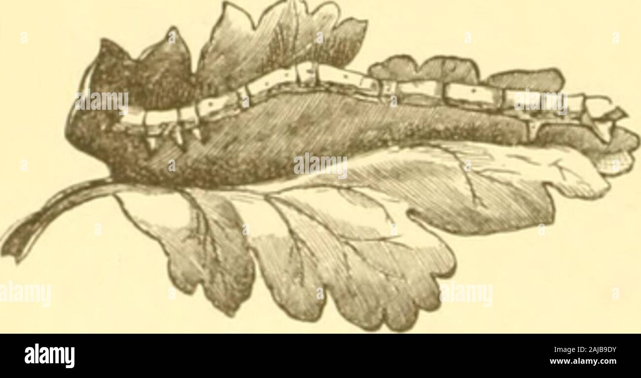 Long tapering leaves hi-res stock photography and images - Alamy