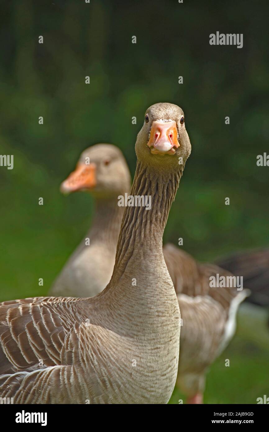 GREYLAG GEESE (Anser anser). HEAD FACING front. Stereoscopic vision ...