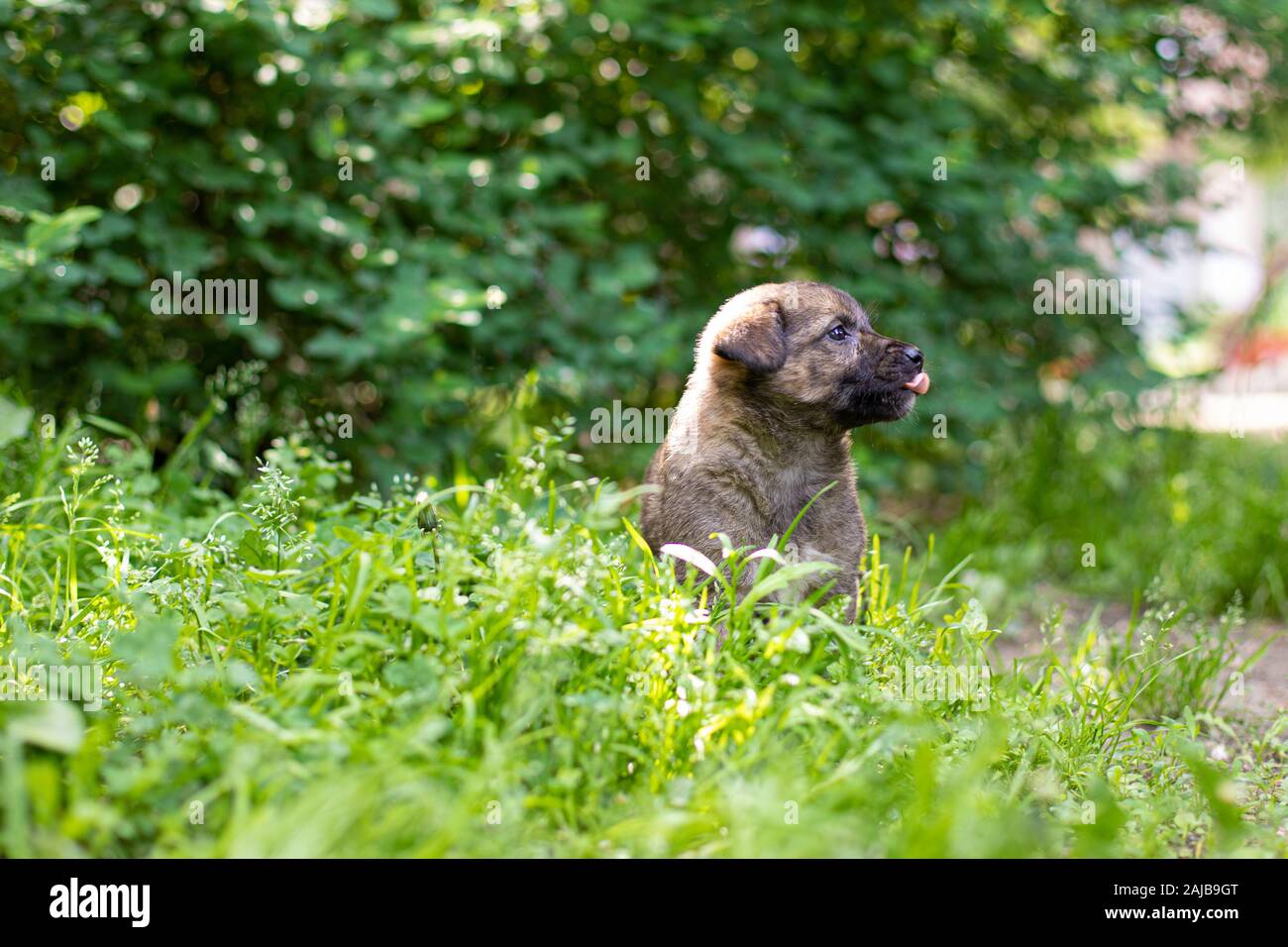 Cute smile puppy with spring foliage bokeh and sunset light Stock Photo ...