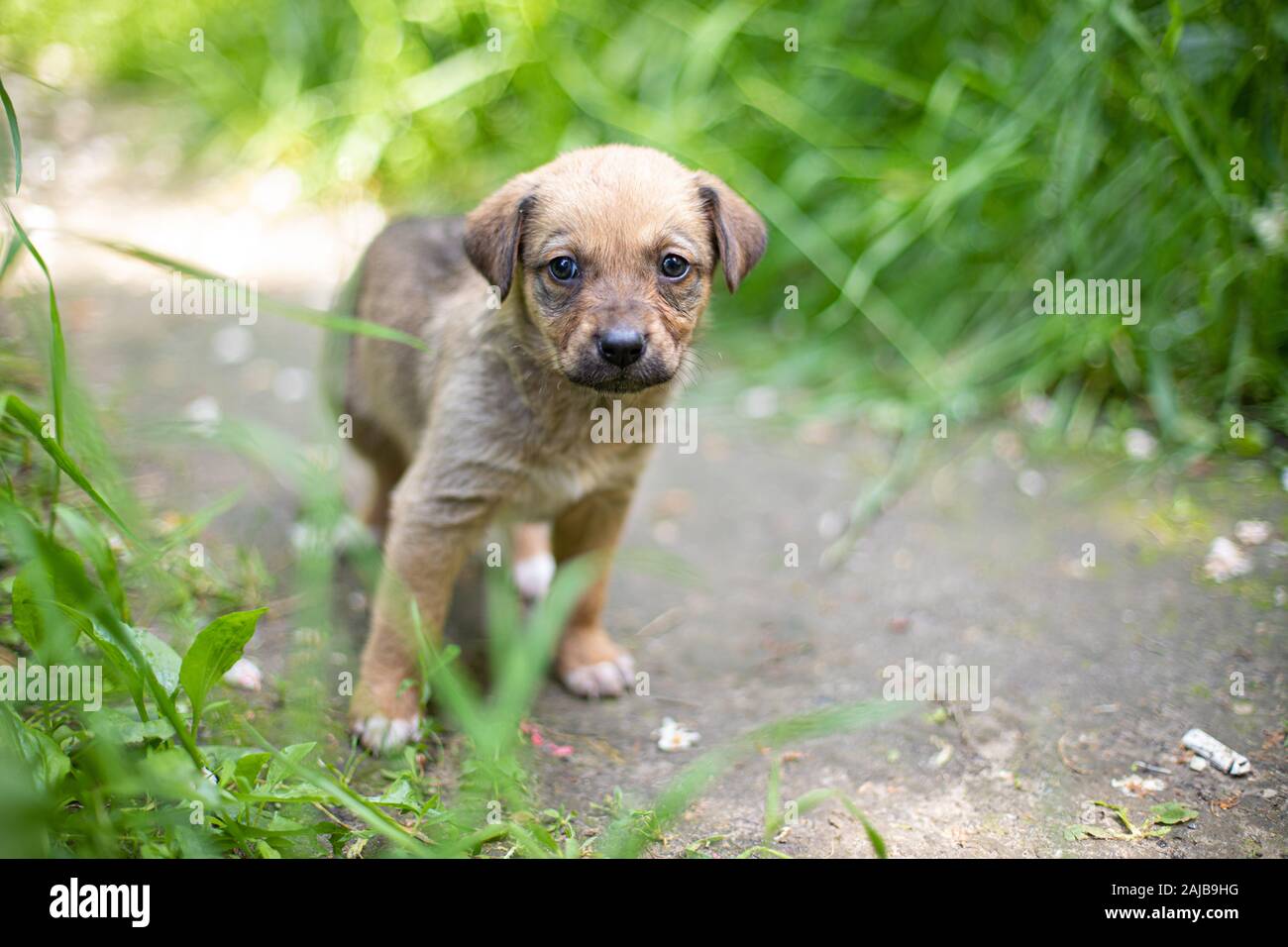 Cute smile puppy with spring foliage bokeh and sunset light Stock Photo ...