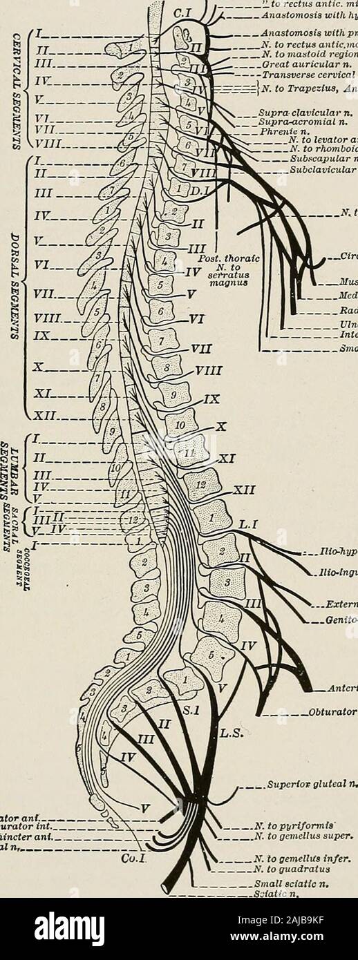 Spinal cord cerebrospinal fluid hi-res stock photography and images - Alamy