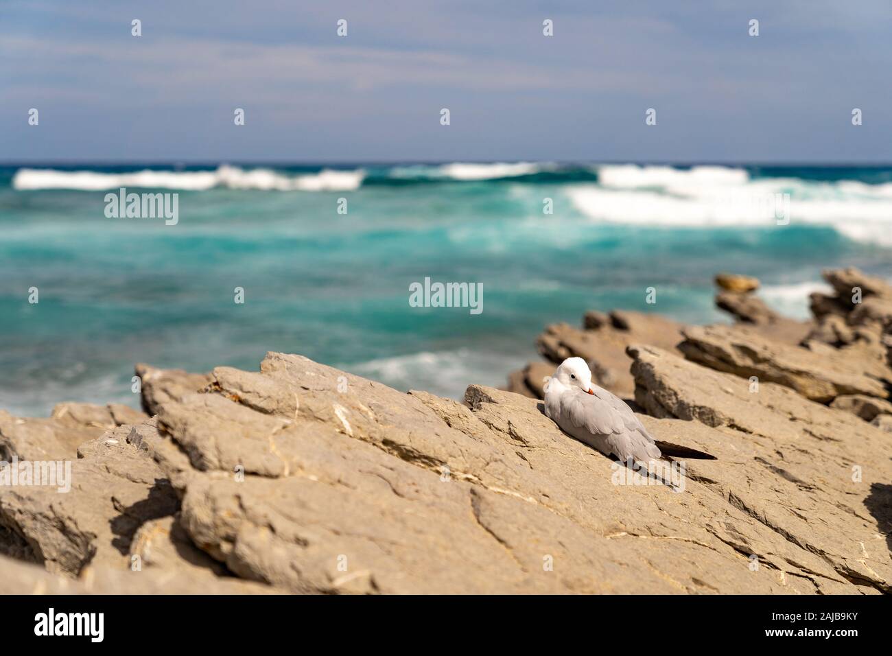 Sleeping seagull hi-res stock photography and images - Alamy