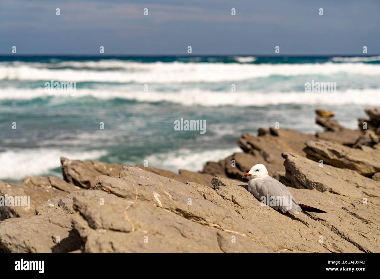 Rocks and white seagull hi-res stock photography and images - Alamy