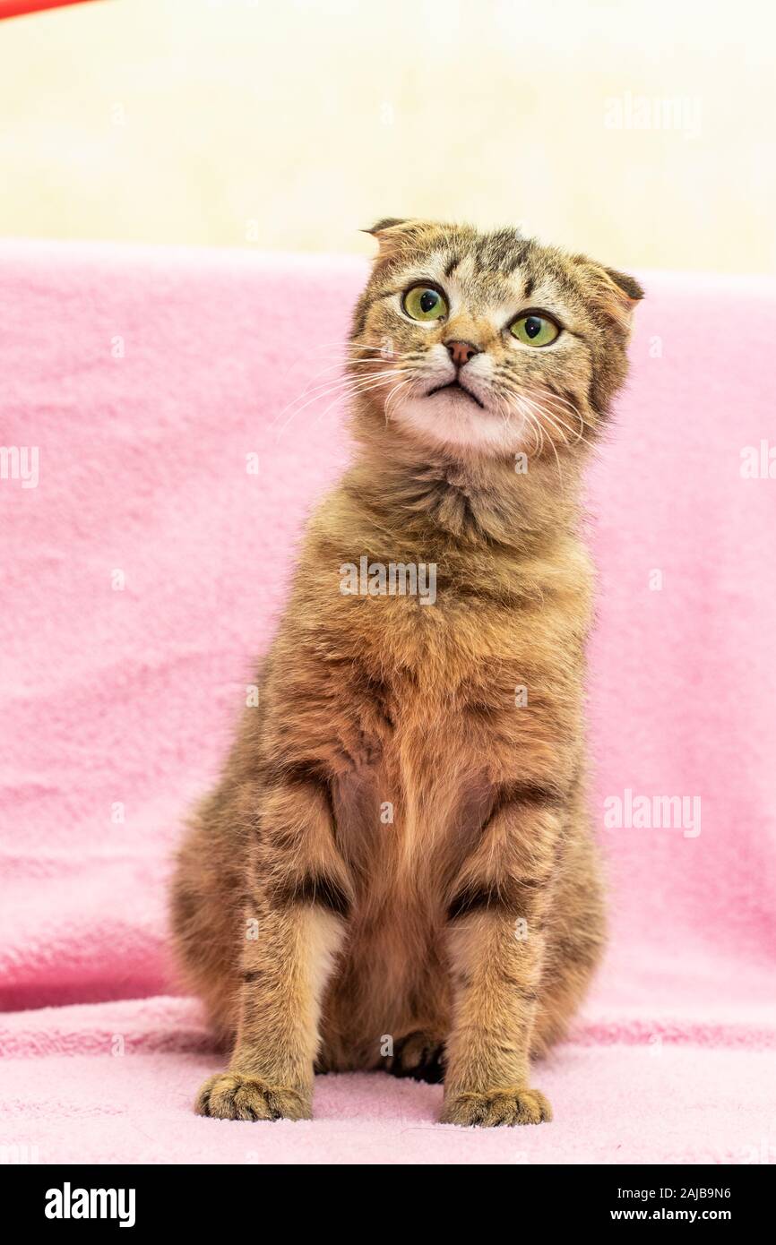Happy tabby cat hi-res stock photography and images - Alamy