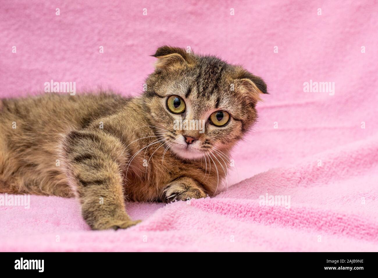 Funny happy tabby cat is playing Stock Photo - Alamy
